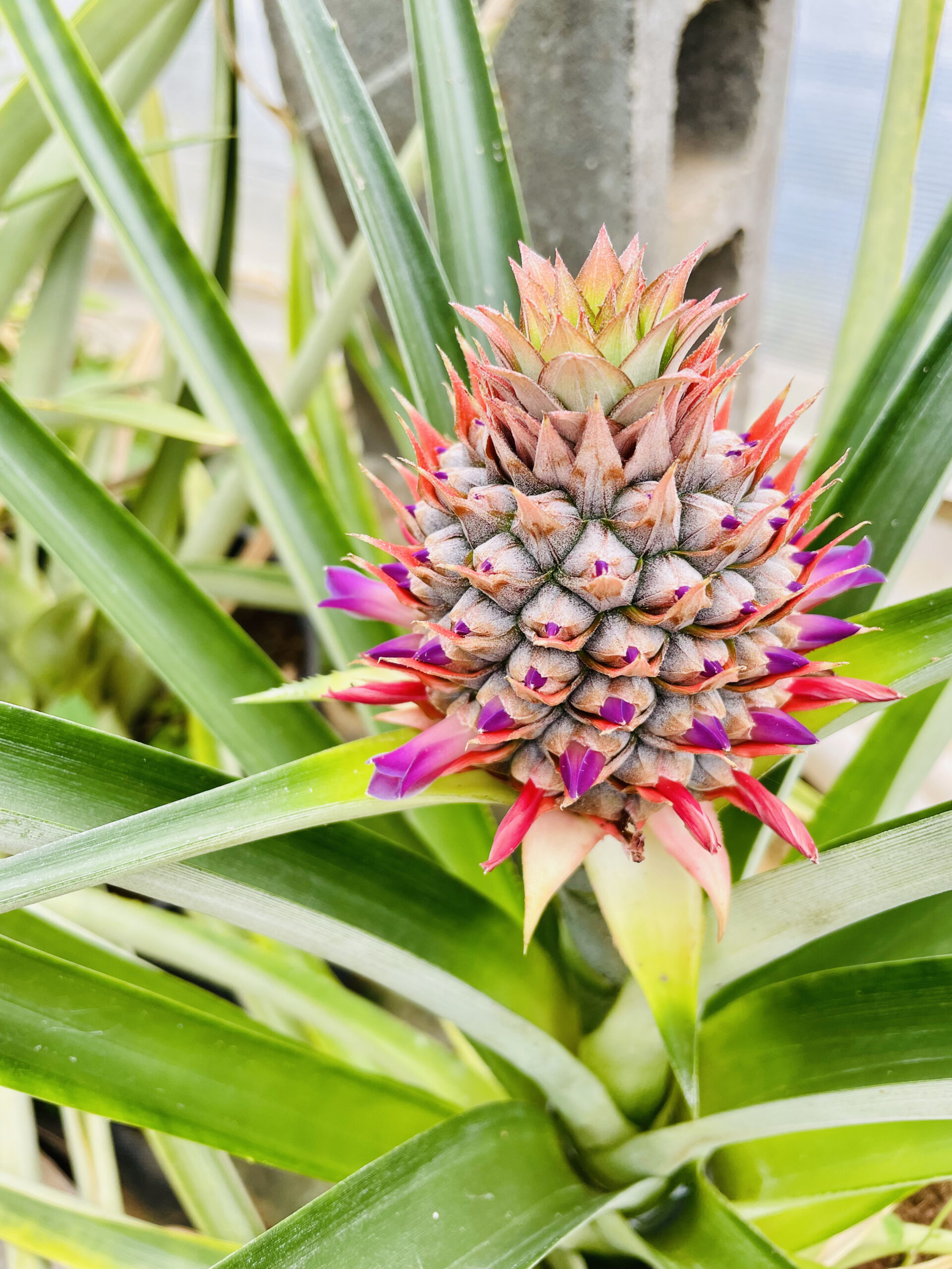 南国フルーツが育つ夢の島｜宇城市アンバサダーおすすめショップ ｜ 宇城市観光サイトUki trip（ウキトリップ）