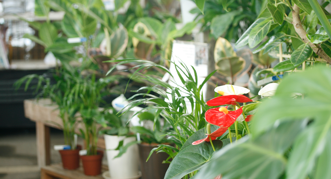 お洒落な植物たちが揃う|マツオカ|宇城市アンバサダーおすすめショップ ｜ 宇城市観光サイトUki trip（ウキトリップ）