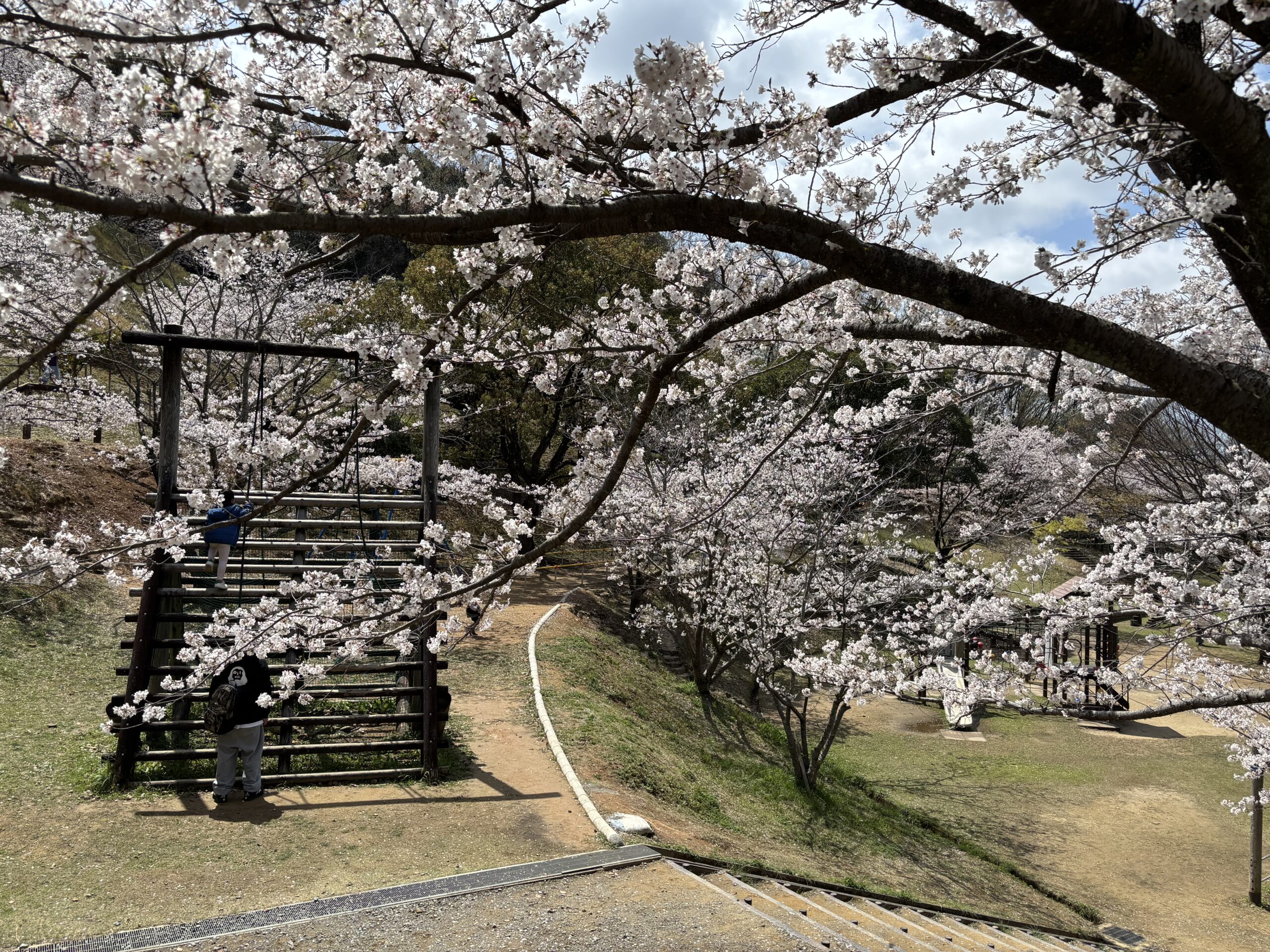 2025年 宇城市の桜 その3 松橋町 ｜ 宇城市観光サイトUki trip（ウキトリップ）