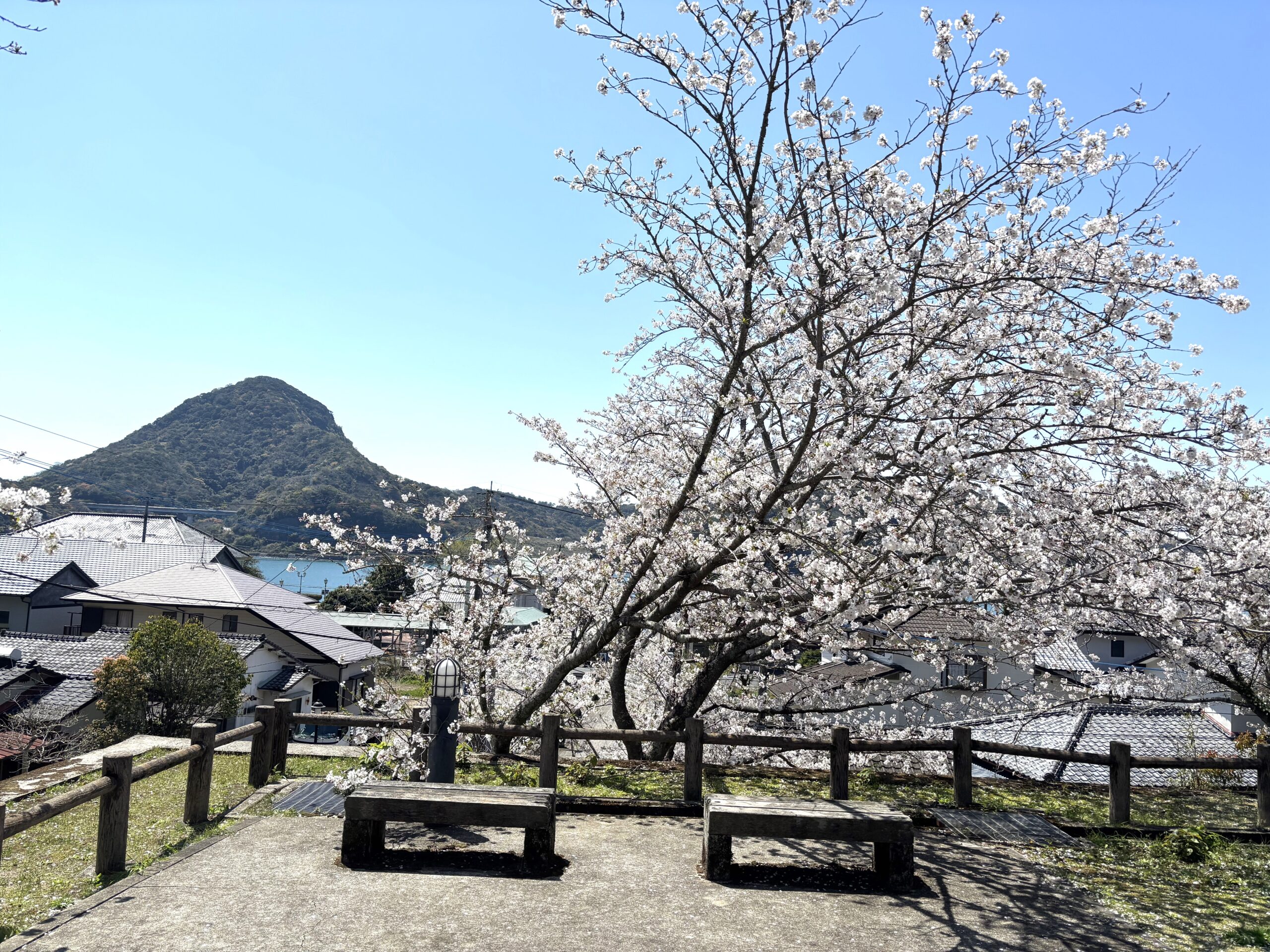 2025年 宇城市の桜 その1 ｜ 宇城市観光サイトUki trip（ウキトリップ）