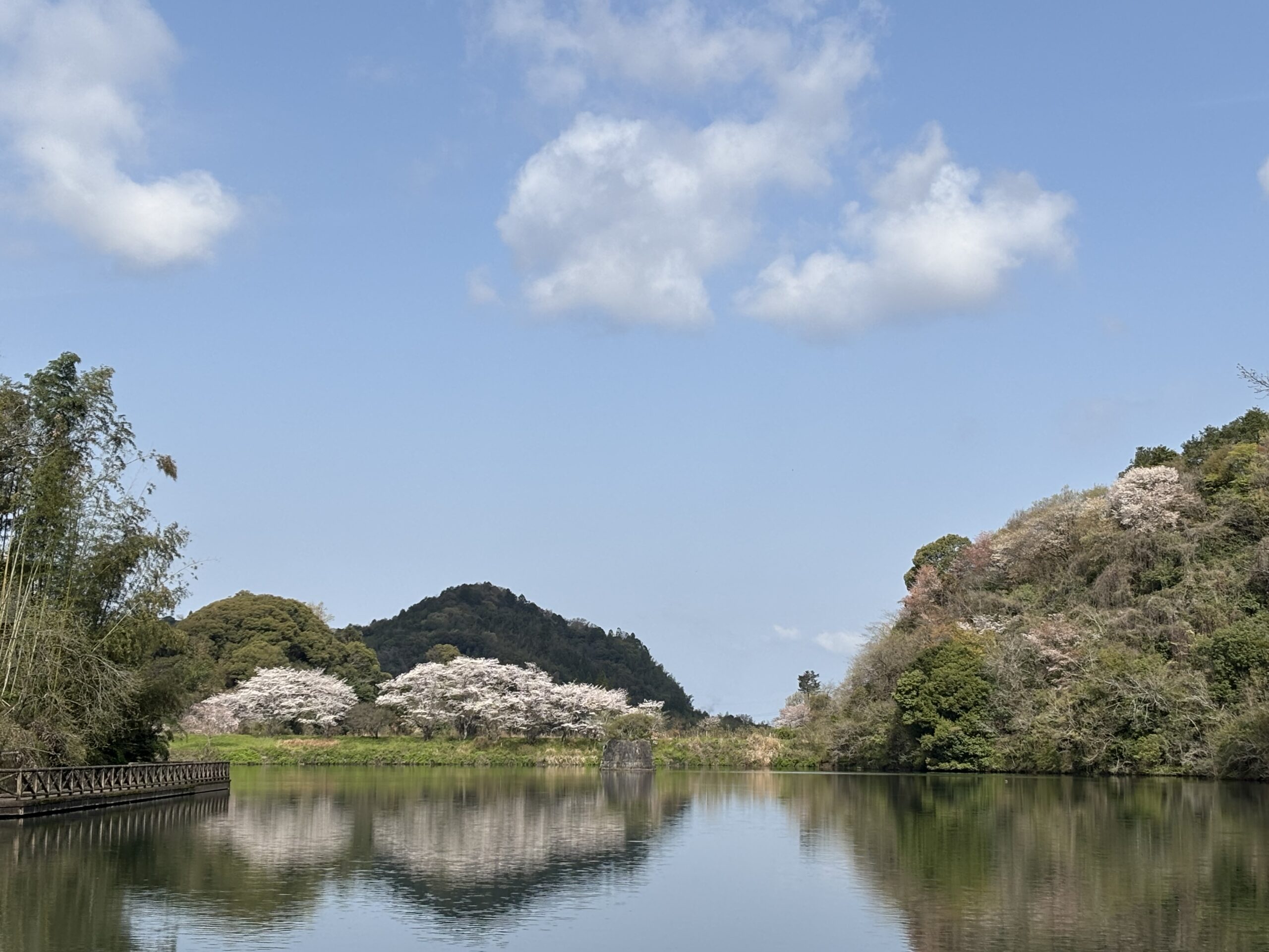 2025年 宇城市の桜 その4 豊野町 ｜ 宇城市観光サイトUki trip（ウキトリップ）